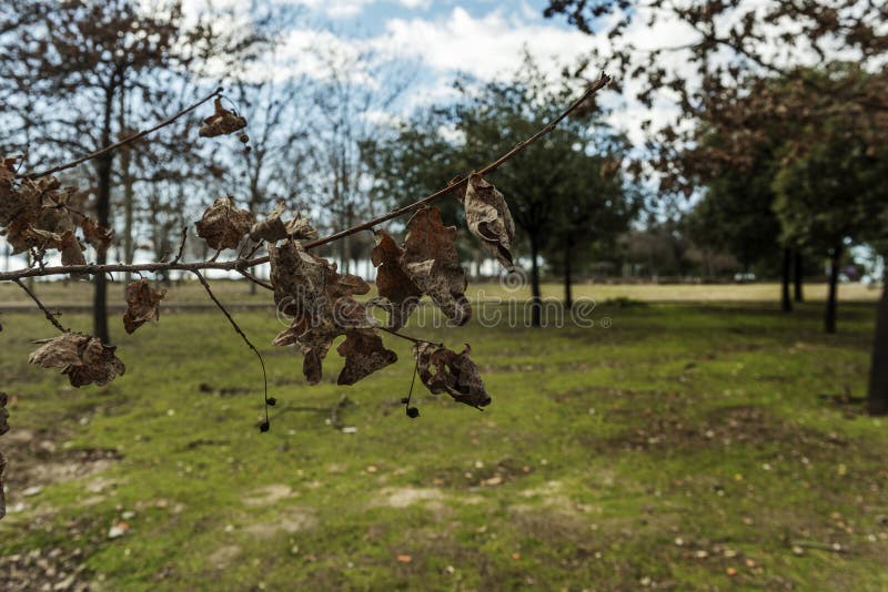 A Tree Branch with Withered Leaves in a Park Stock Image - Image of ...