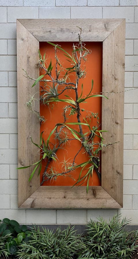 Tree Branch in a Wood Frame Stock Photo - Image of frame, plant: 115006436