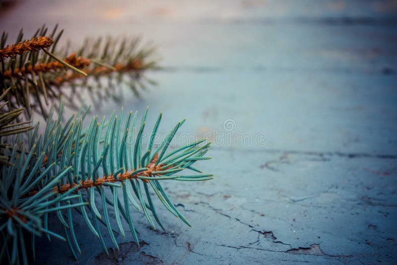 Tree Branch on a Wooden Surface Stock Photo - Image of antique ...