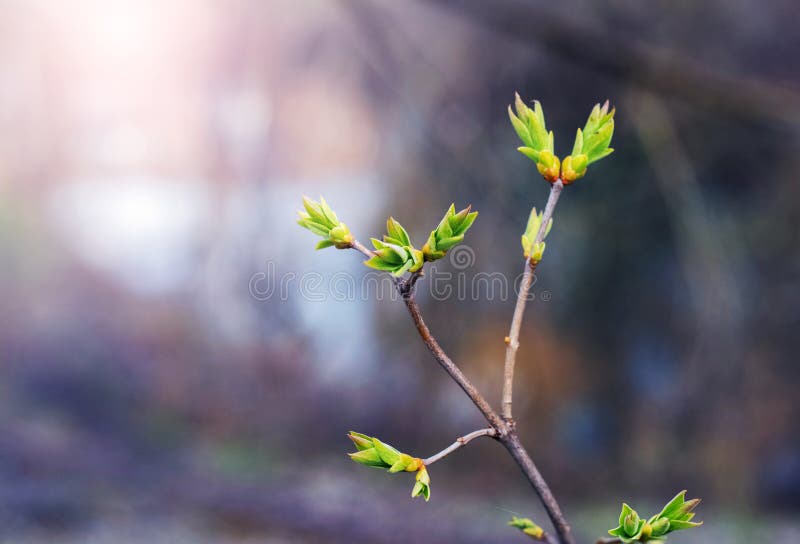 Early Spring. Spring Landscape with Trees by the River and Picturesque ...