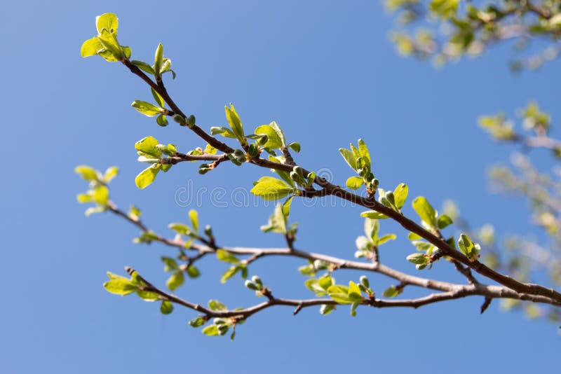 Tree Branch with Young Leaves and Buds Stock Image - Image of green ...