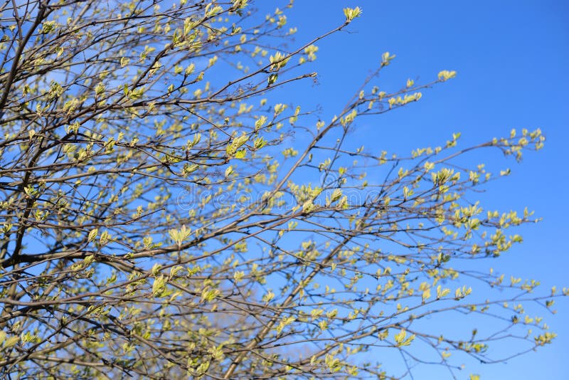 Tree Branch with Young Leaves in the Spring. Stock Photo - Image of ...