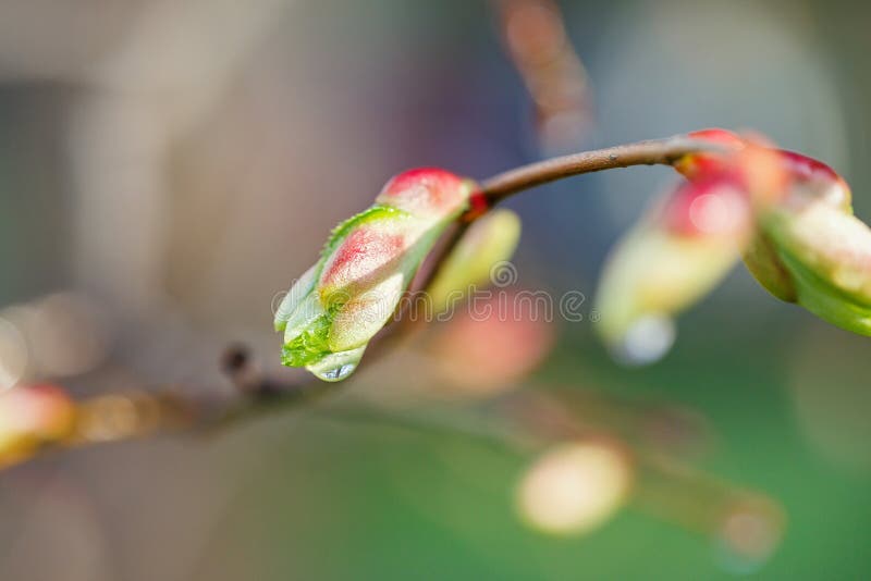 Tree Branch in Spring after Rain Stock Photo - Image of drops, leaf ...