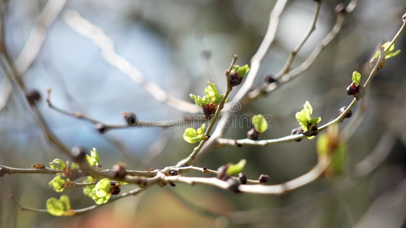 Tree Branch with Young Sprouting Green Leaves and Buds Swaying in the ...