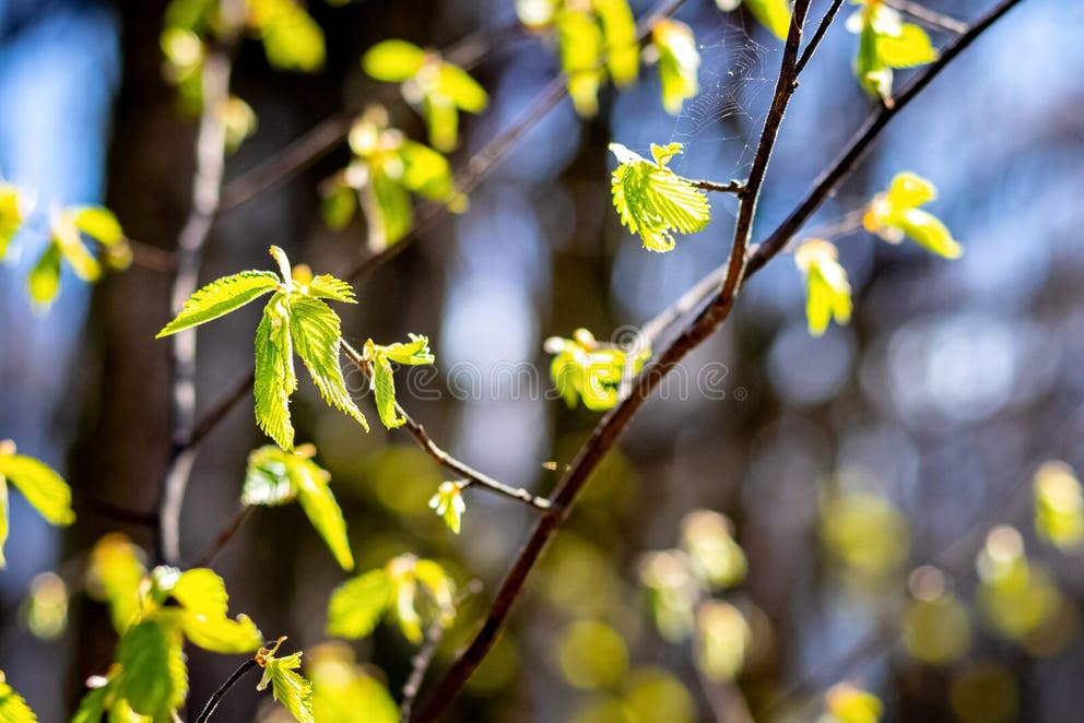 Tree Branch with Young Tender Leaves in Spring Stock Image - Image of ...