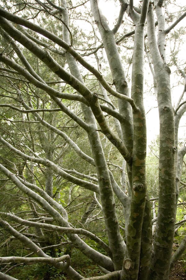 Tree branches stock image. Image of trees, winter, spring - 10475321
