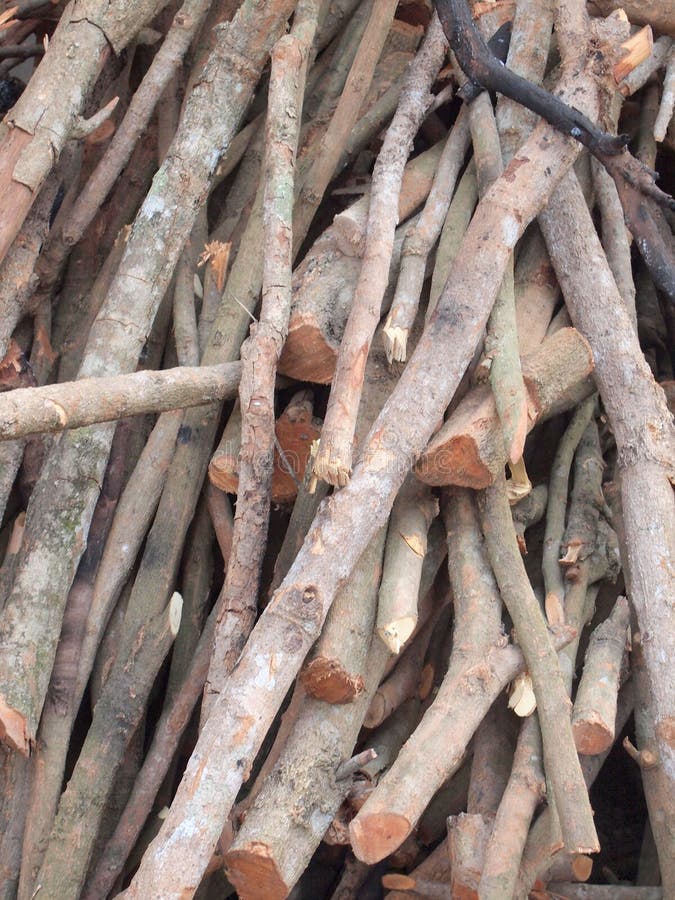 Tree branches stock photo. Image of timber, forest, nature - 142774138