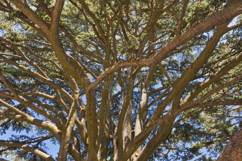 Mahogany Tree Barbados West Indies Stock Photo - Image of mahogany ...