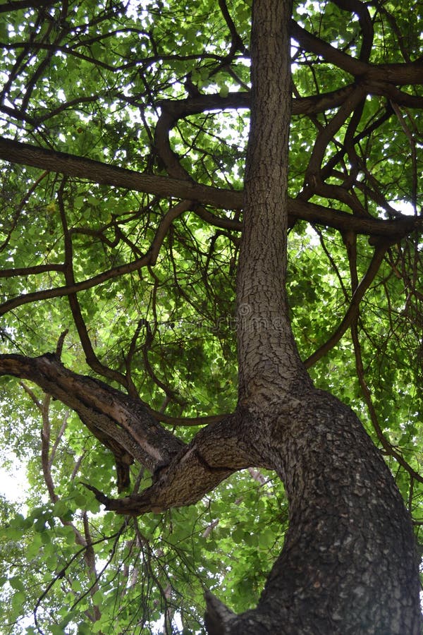 Tree and Branches stock image. Image of wood, tree, forest - 20525719