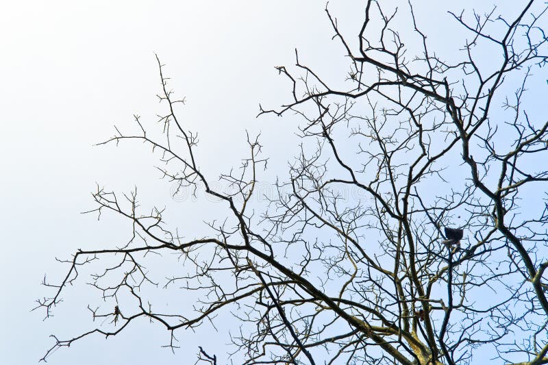 Tree Branches stock photo. Image of flora, branches, tree - 22613352