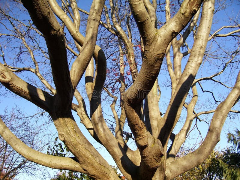 Tree branches stock image. Image of forked, sturdy, blue - 2814345