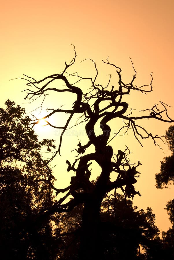 Tree branches stock photo. Image of branching, branch - 2933044