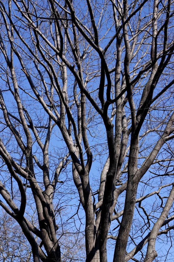 Tree branches stock image. Image of group, autumn, leaves - 388227