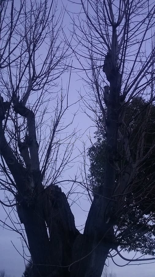 Branchless Tree Pointing Skywards Stock Image - Image of jack, story ...