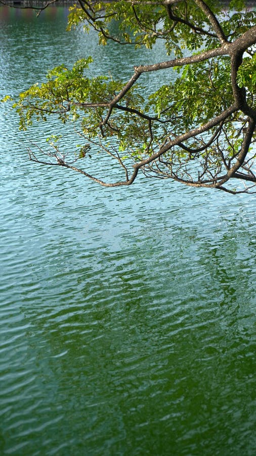 Tree Branches Above Lake with Green Water Stock Image - Image of water ...