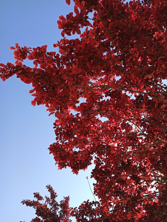 Tree Branches from Above with Red Leaves Stock Image - Image of ...