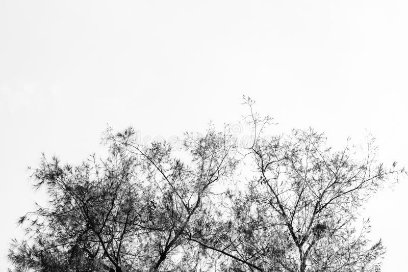 Tree Branches Abstract Background Stock Photo - Image of line, growth ...