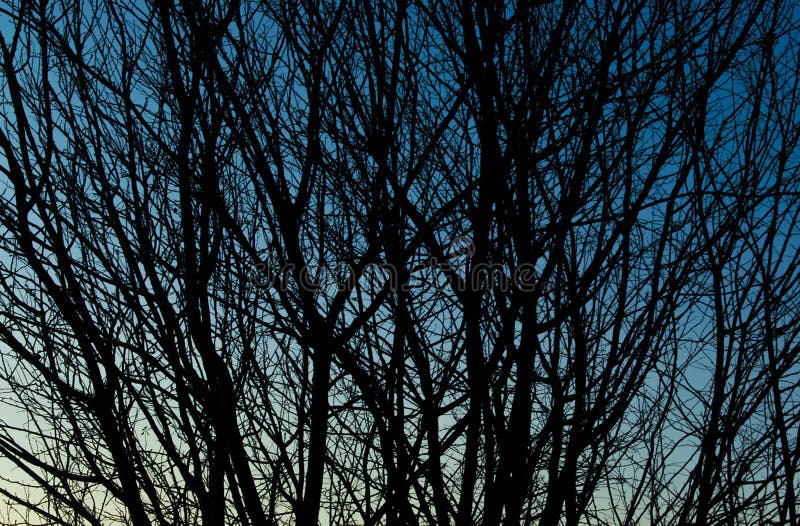 Tree Branches Abstract Background Texture Stock Image - Image of blue ...