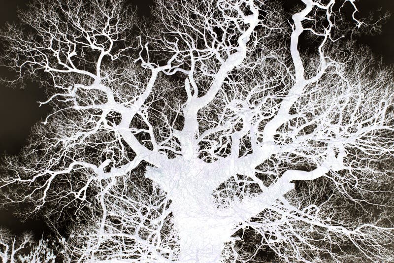 Tree Branches - Abstract stock photo. Image of negative - 32794694