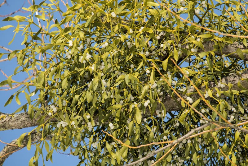 Evergreen Branch of Mistletoe with Ripe Berries on Snow Stock Photo ...
