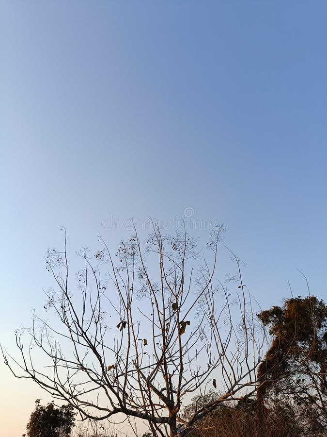 Tree Branches in the Afternoon Sky Which is Still Blue with Orange ...