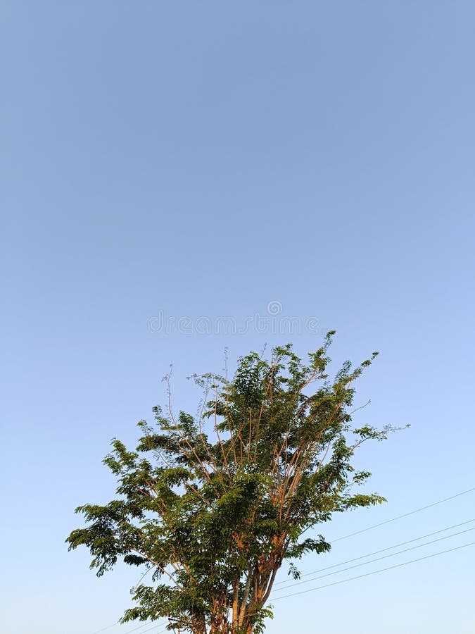 Tree Branches in the Afternoon Sky Which is Still Blue with Orange ...