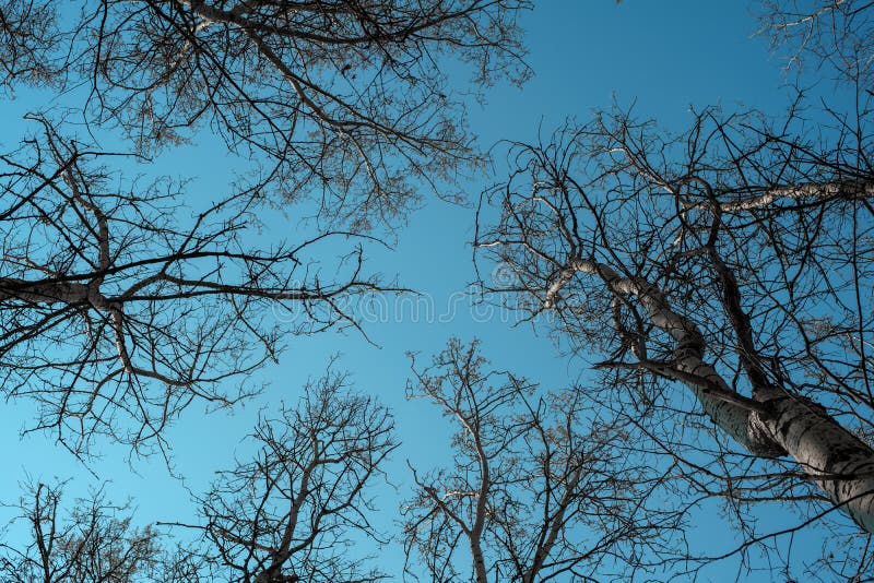 Tree Branches Against the Blue Sky. Aspen Grove. Spring is a Clear Day ...
