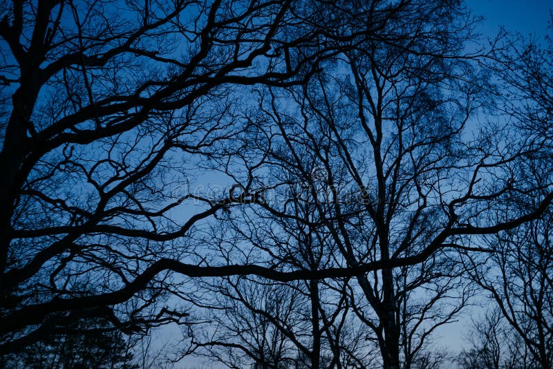 Tree Branches Against the Night Sky Stock Image - Image of cosmic ...