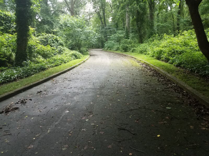 Tree Branches on Asphalt Path or Road Stock Image - Image of trail ...