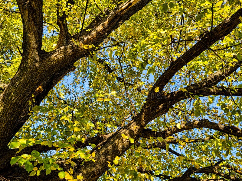 Tree branches in autumn stock image. Image of orange - 81279739
