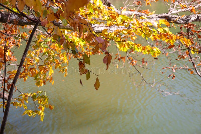 Tree Branches with Autumn Leaves and Pond Stock Image - Image of color ...