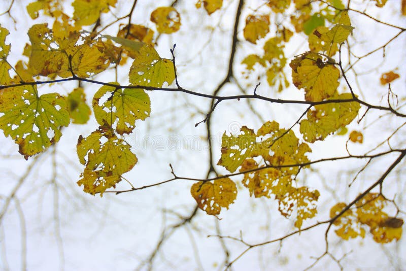 Tree Branches with Autumn Leaves Stock Photo - Image of beauty, dried ...