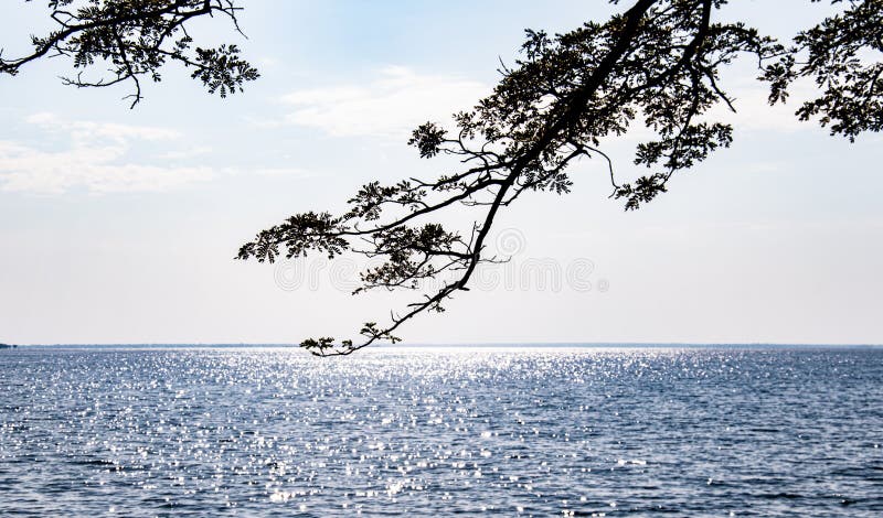 Tree Branches Backdrop Sea Horizon Design Template Tourism Vacation ...