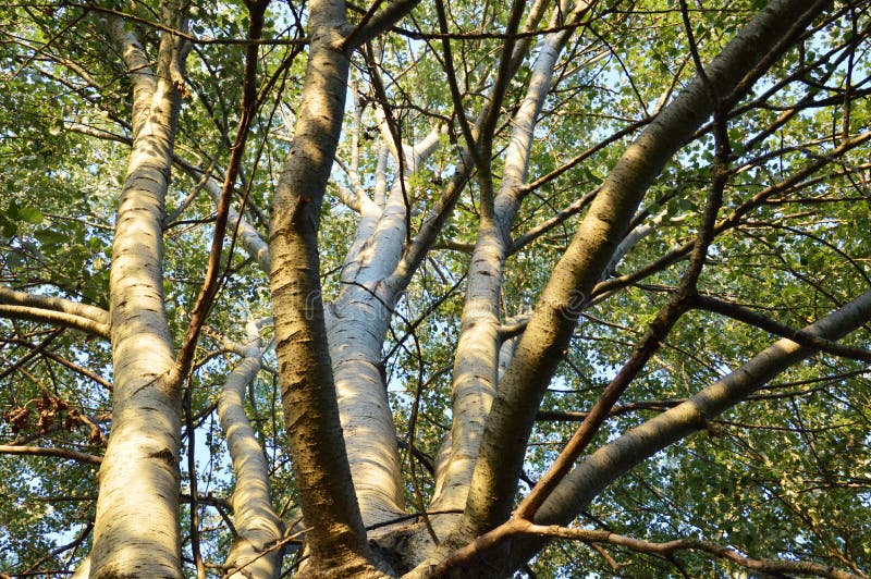 Tree branches background stock photo. Image of green - 67679406