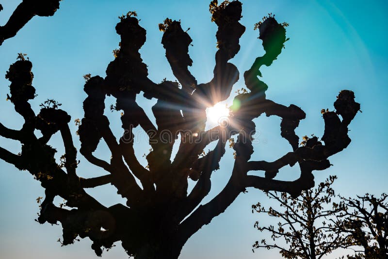 Tree branches in backlight stock image. Image of rays - 156828083