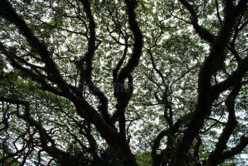 Tree branches stock photo. Image of malaysia, beach, tree - 92095768