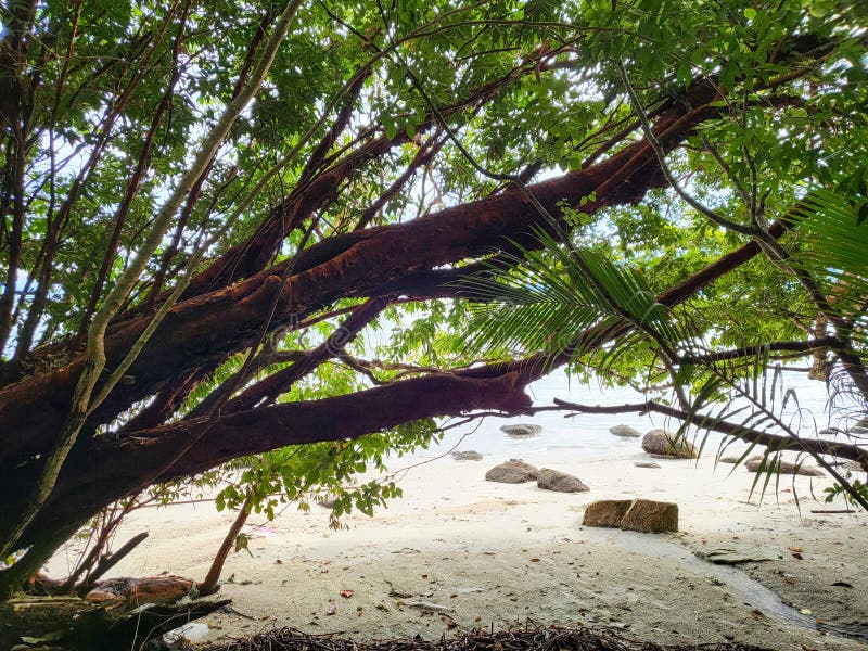 Tree Branches on Beach in Penang National Park, Malaysia. Stock Photo ...