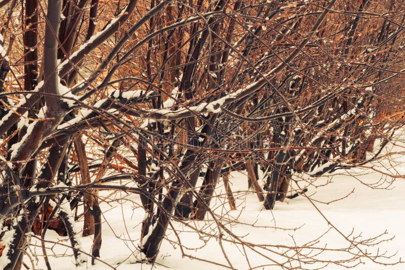 Tree Branches Beautifully Snow-covered after Afternoon Snowfall. Stock ...