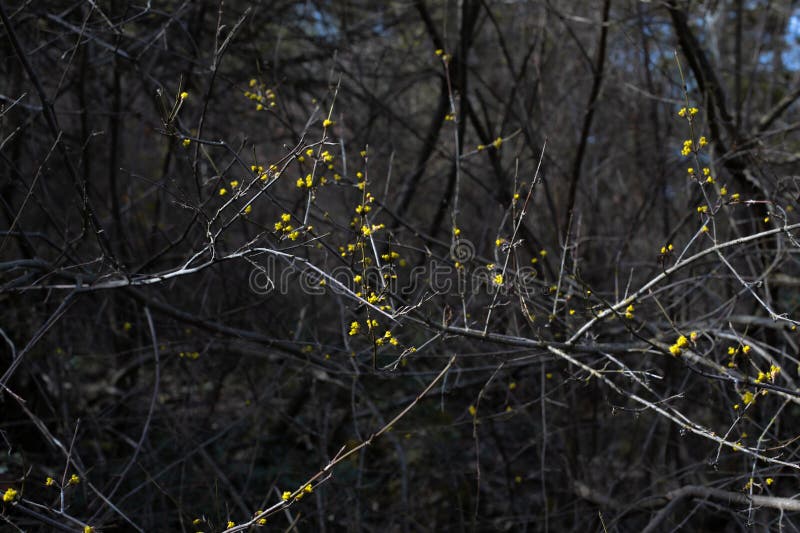 Tree Branches Beginning To Bud in Spring. Stock Image - Image of ...