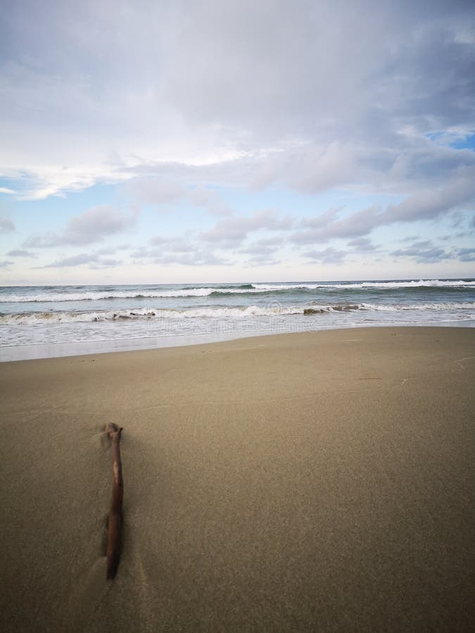 Tree Branches Being Washed Up on Sea Shore during the Low Tide. Stock ...