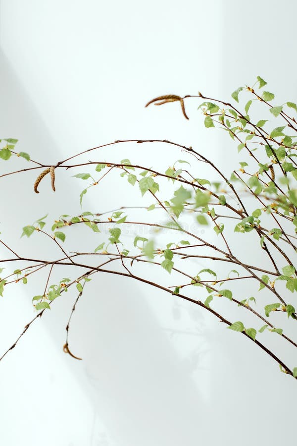 Tree Branches of Birch Tree with Young Green Leaves with Shadows on a ...