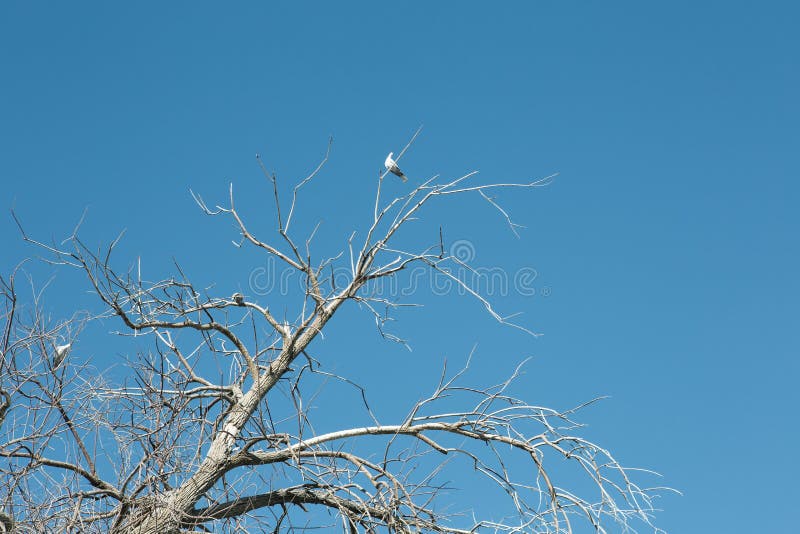 Tree branches with bird stock image. Image of nature - 97303441
