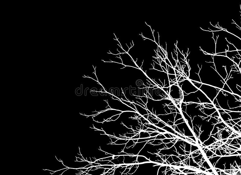 Tree Branches on a Black Background Stock Photo - Image of abstract ...