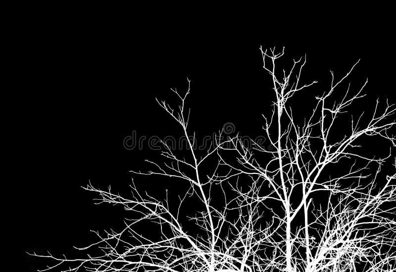 Tree Branches on a Black Background Stock Image - Image of draw, tree ...