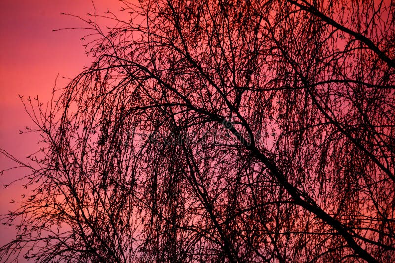 A Tree with Branches that are Black and Red Stock Photo - Image of ...