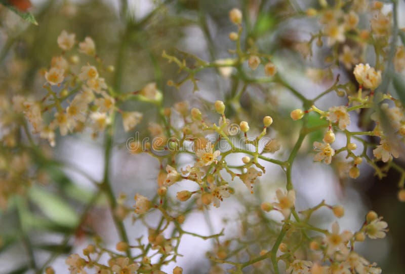 Tree Branches Blooming in Spring. Stock Photo - Image of flowers, drops ...