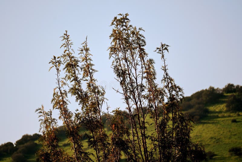 Tree Branches Blowing in the Wind Against a Clear Sky Stock Photo ...