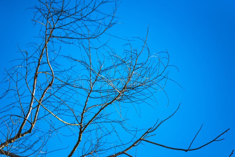 Tree Branches on Blue Sky Background Stock Image - Image of silhouette ...