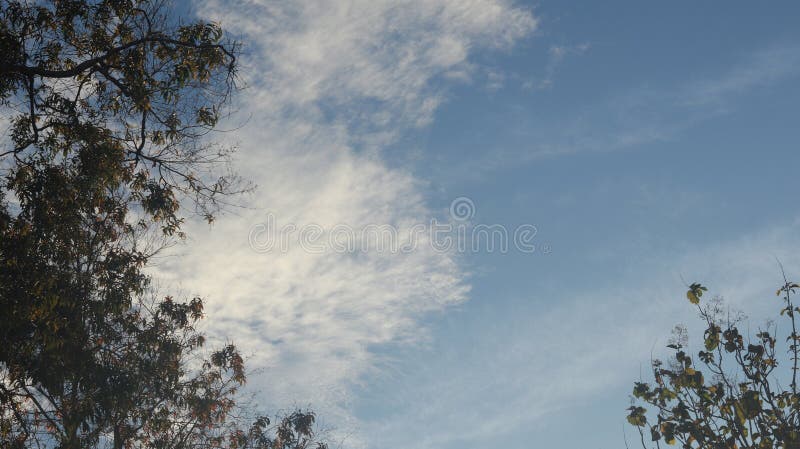 Tree Branches on a Blue Sky Background Stock Image - Image of beauty ...