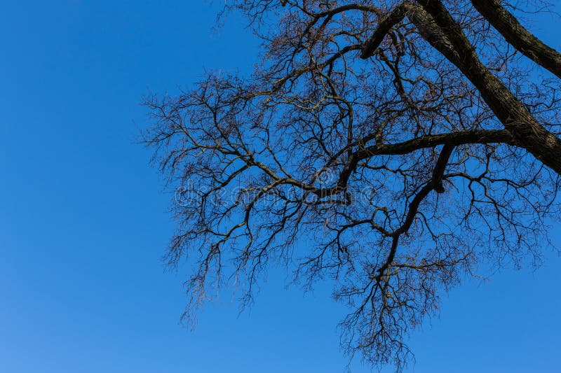 Tree Branches with Blue Sky Stock Image - Image of ghostly, nature ...